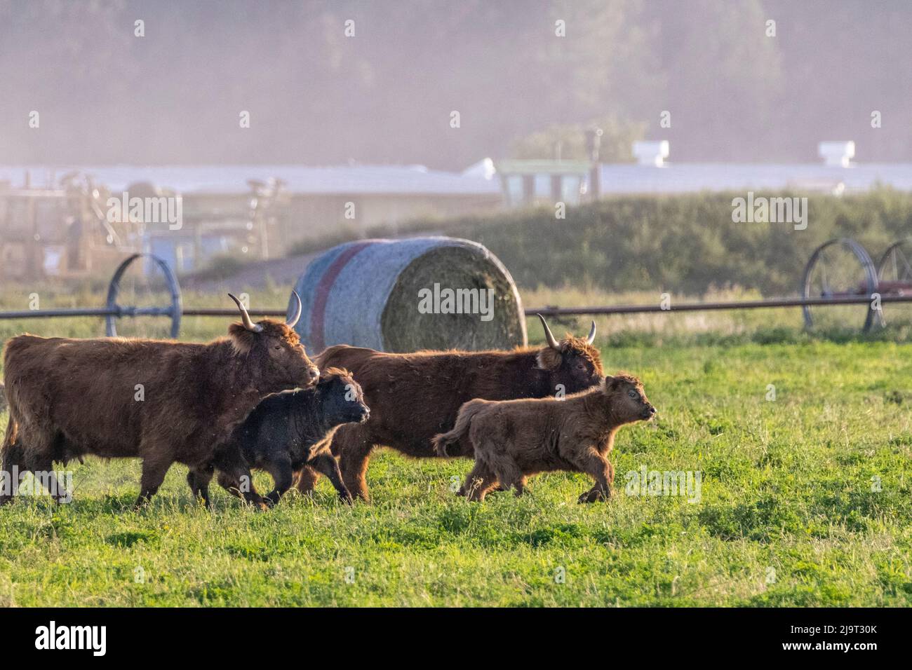Highland beef cattle in the Flathead Valley, Montana, USA Stock Photo ...