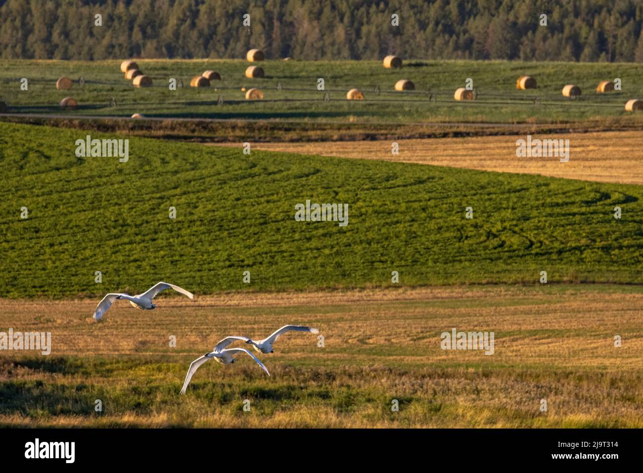 Trumpeter Swans in flight in the Flathead Valley, Montana, USA Stock ...