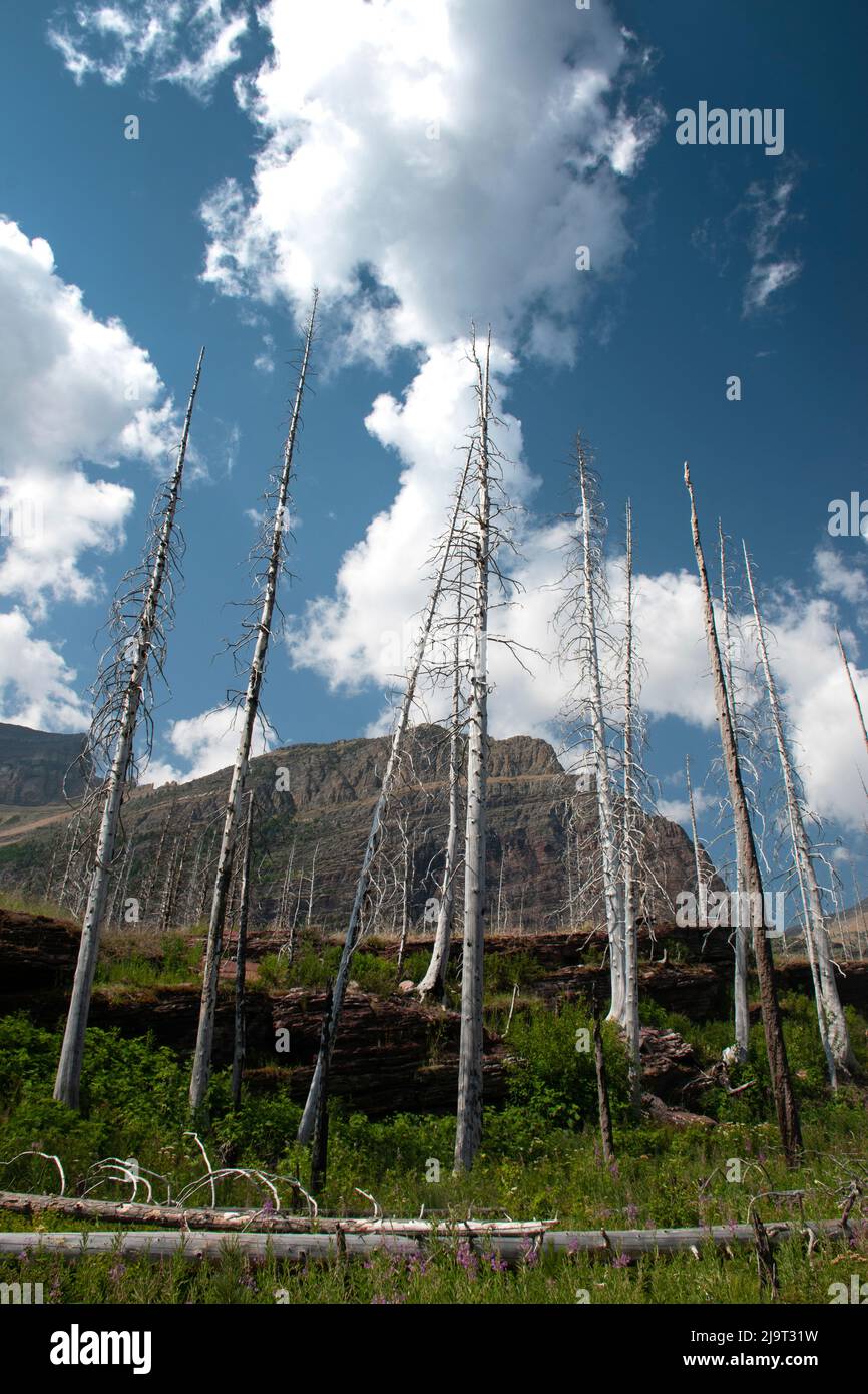 Burned over forest, Glacier National Park, Montana, USA Stock Photo - Alamy