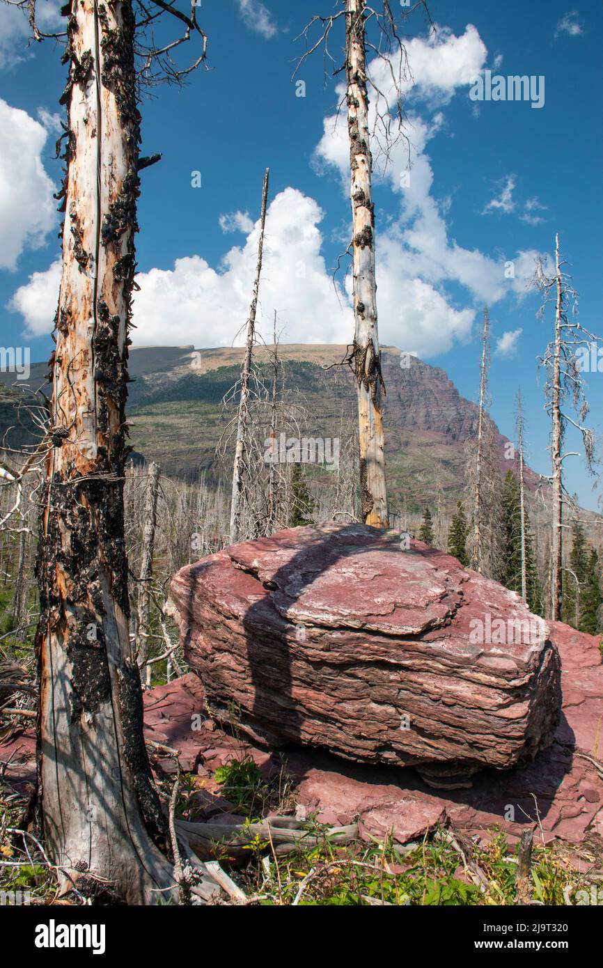 Burned over forest hi-res stock photography and images - Alamy