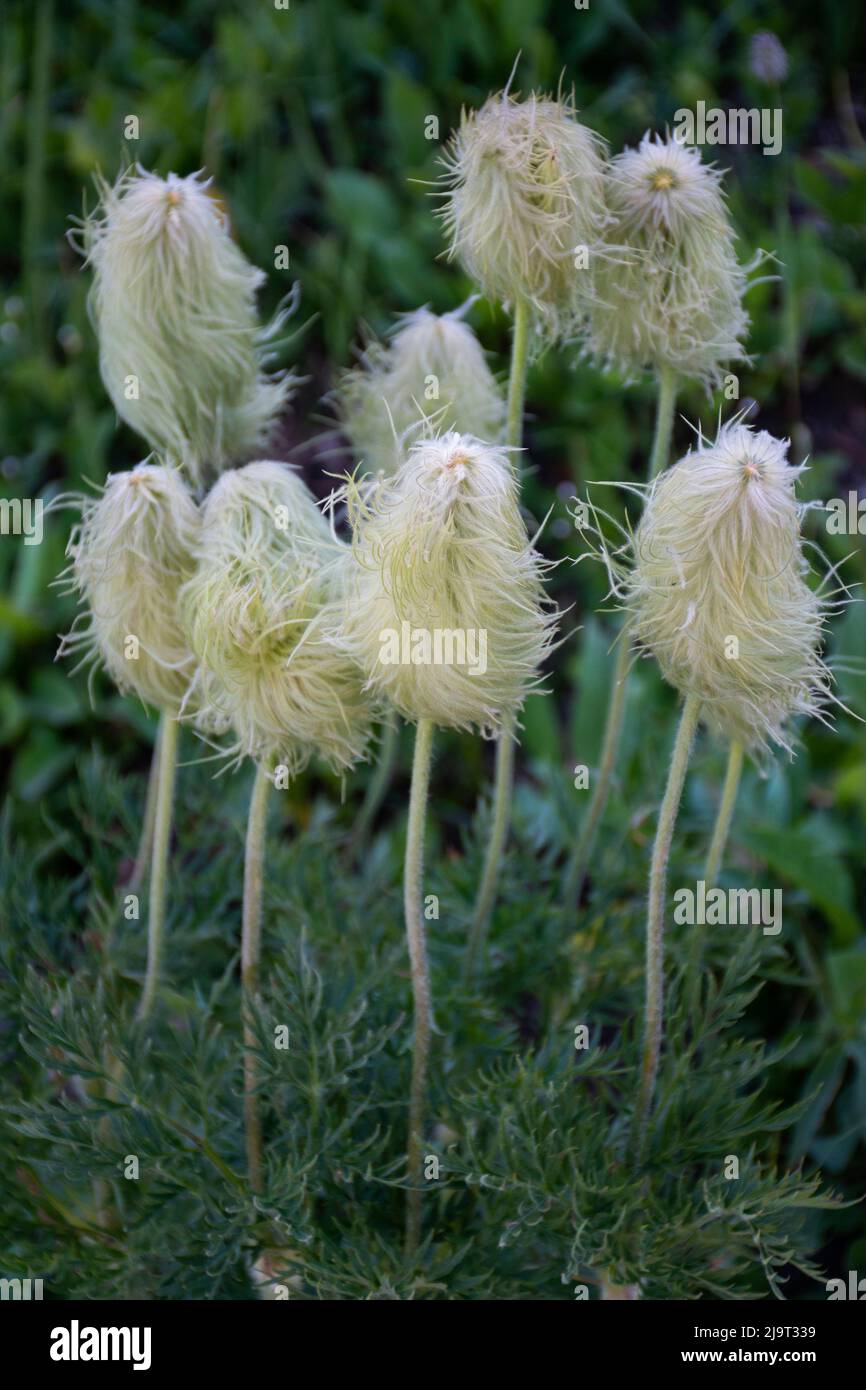White Pasqueflower (Pulsatilla occidentalis), Glacier National Park ...