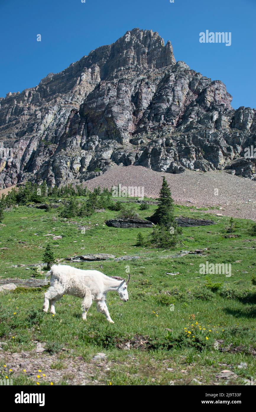 Mountain goat and Heavy Runner Mountain, Glacier National Park, Montana ...