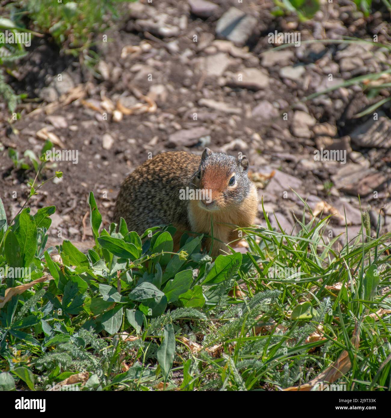 Columbian Ground Squirrel (Urocitellus columbianus), Glacier National ...