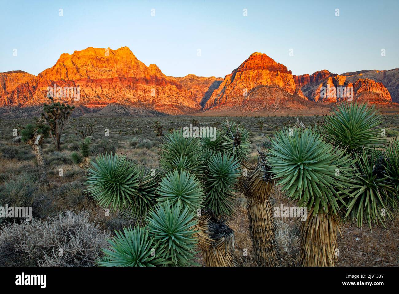 Joshua tree, Yucca brevifolia and sunset on red rocks, Valley of Fire ...