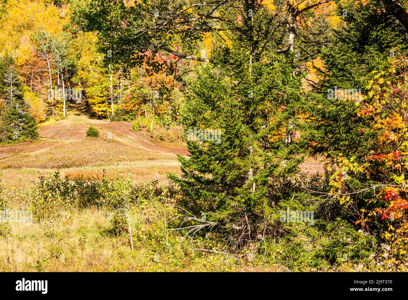 USA, New Hampshire, fall foliage Bretton Woods at base of Mount ...