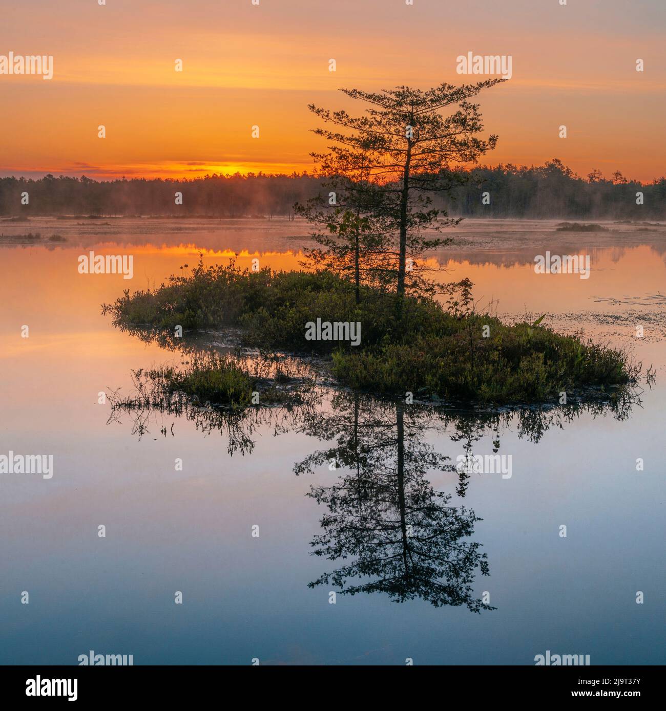 USA, New Jersey, Pinelands National Reserve. Sunrise reflections in ...