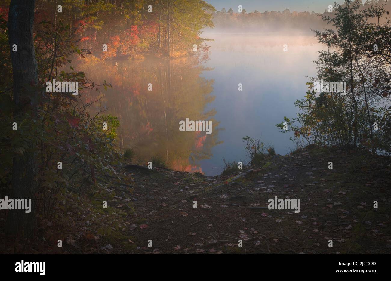 Pine barrens hi-res stock photography and images - Alamy