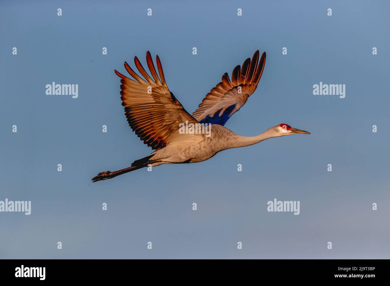 Sandhill crane flying. Bosque del Apache National Wildlife Refuge, New ...