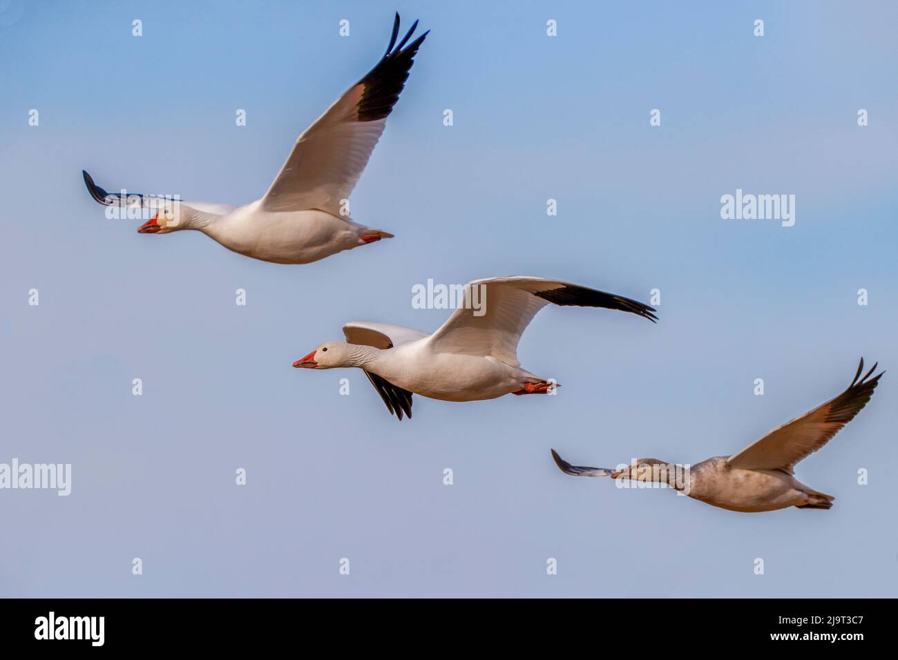 Snow geese flying. Bosque del Apache National Wildlife Refuge, New ...