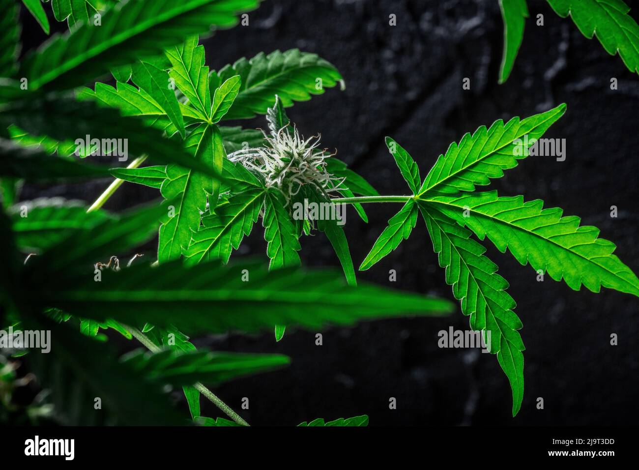Flowering cannabis plants with vibrant green leaves and white stigmas ...