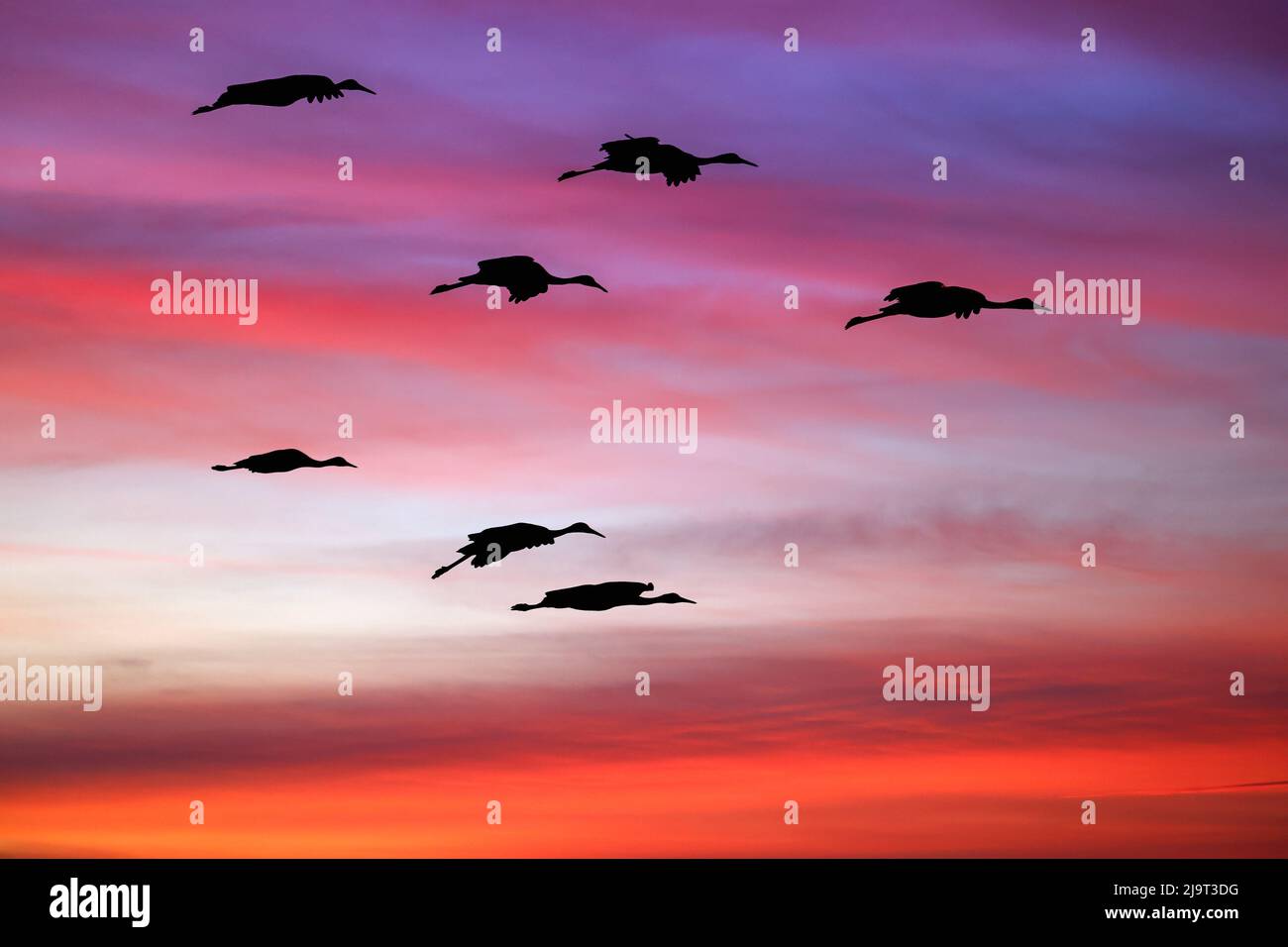 Sandhill cranes silhouetted at sunset flying. Bosque del Apache ...