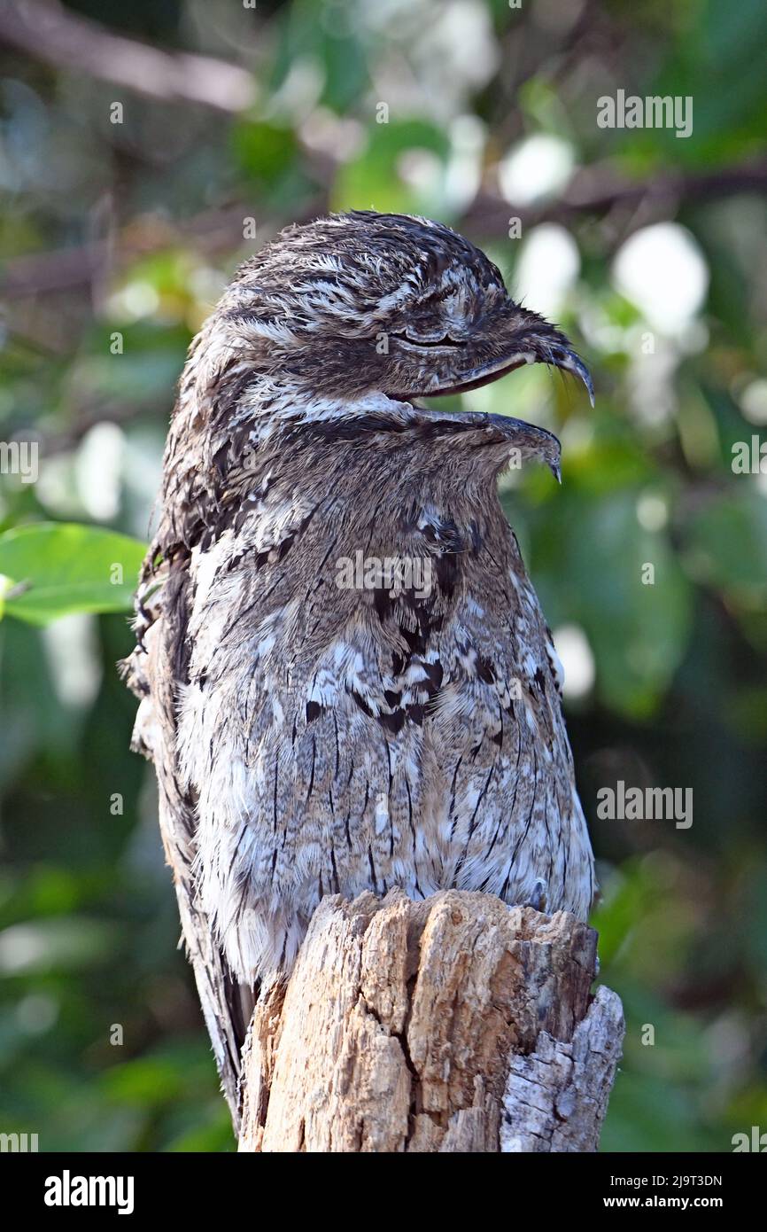 Potoo camouflage hi-res stock photography and images - Alamy