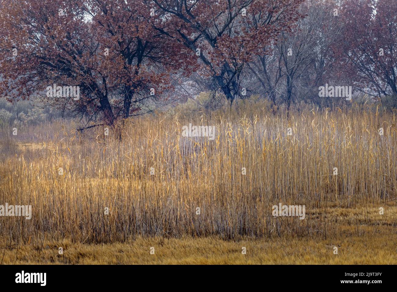 Trees on foggy morning, Bosque del Apache National Wildlife Refuge, New ...