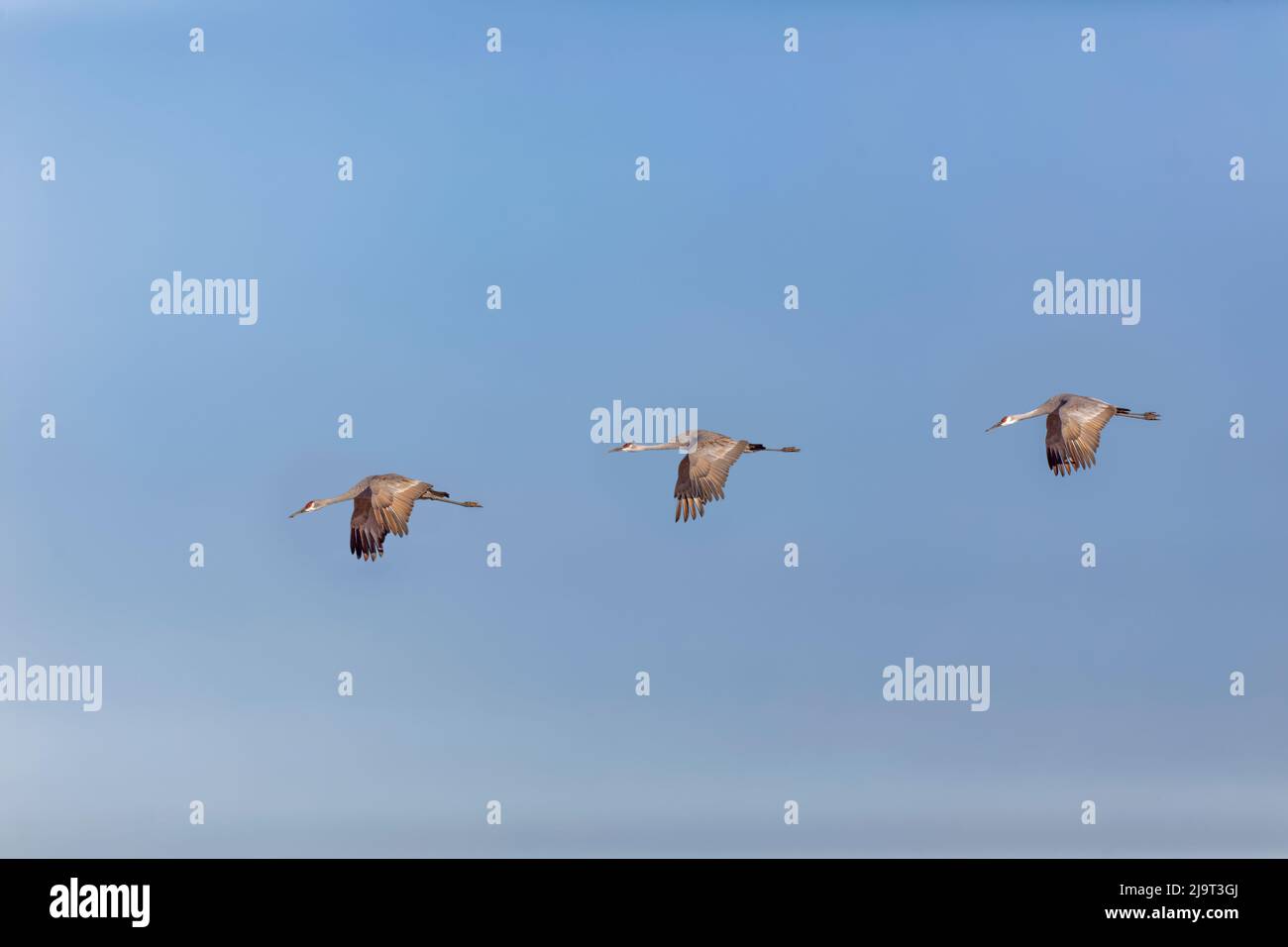 Sandhill cranes flying. Bosque del Apache National Wildlife Refuge, New ...