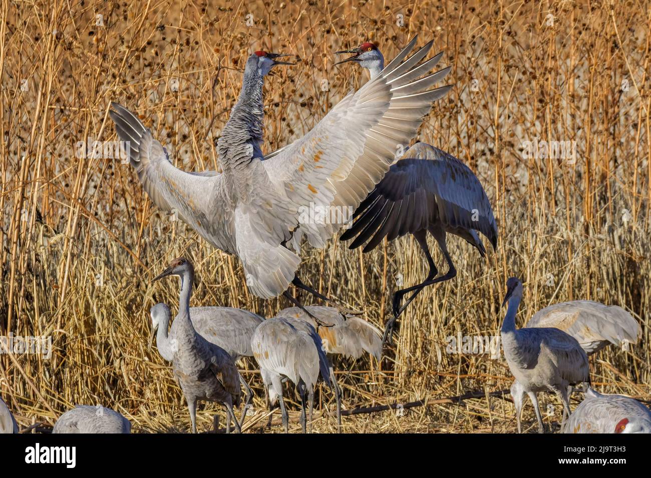 Sandhill crane fighting at a crop field. Bosque del Apache National ...