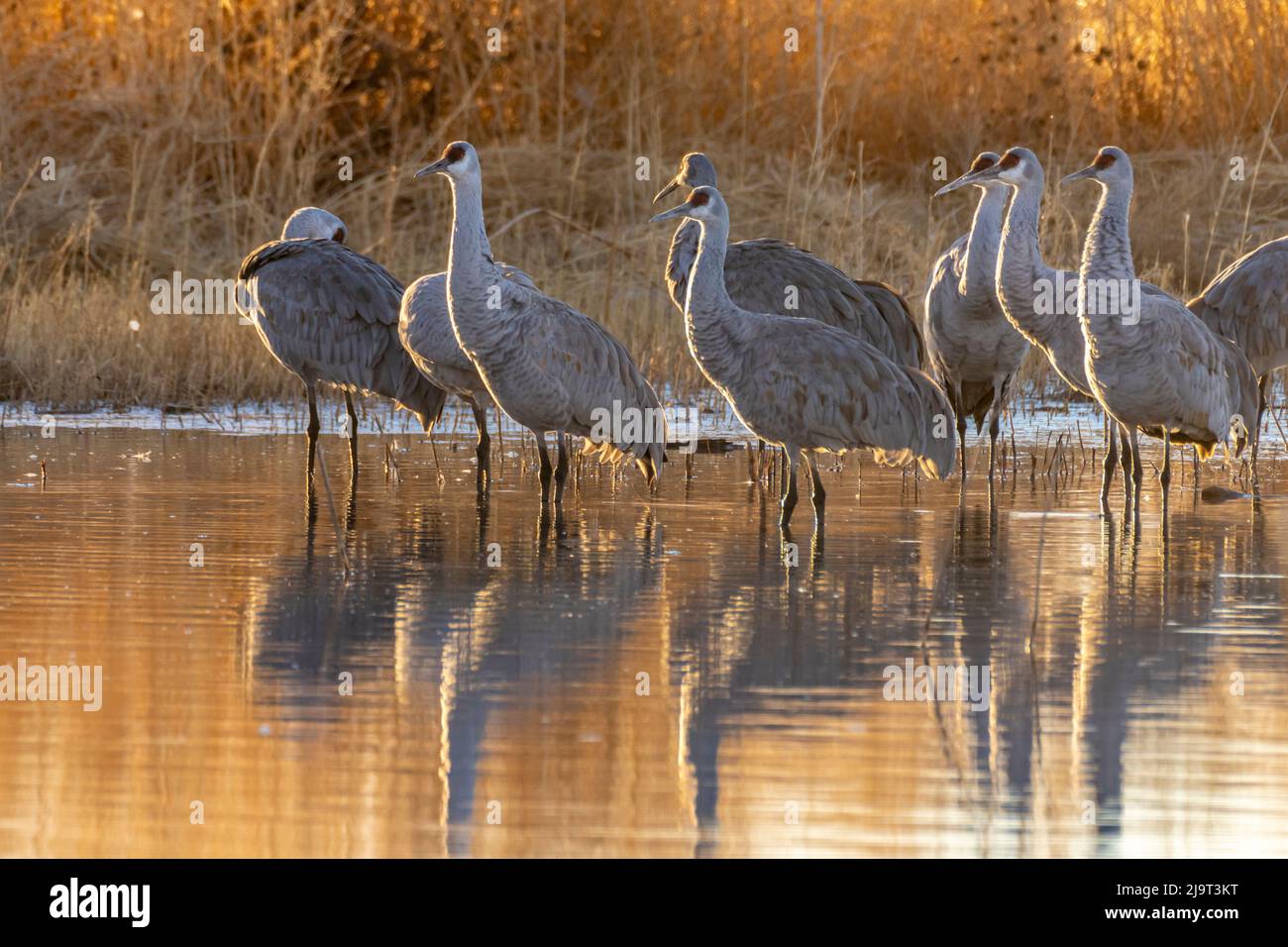 Dawn management hi-res stock photography and images - Alamy