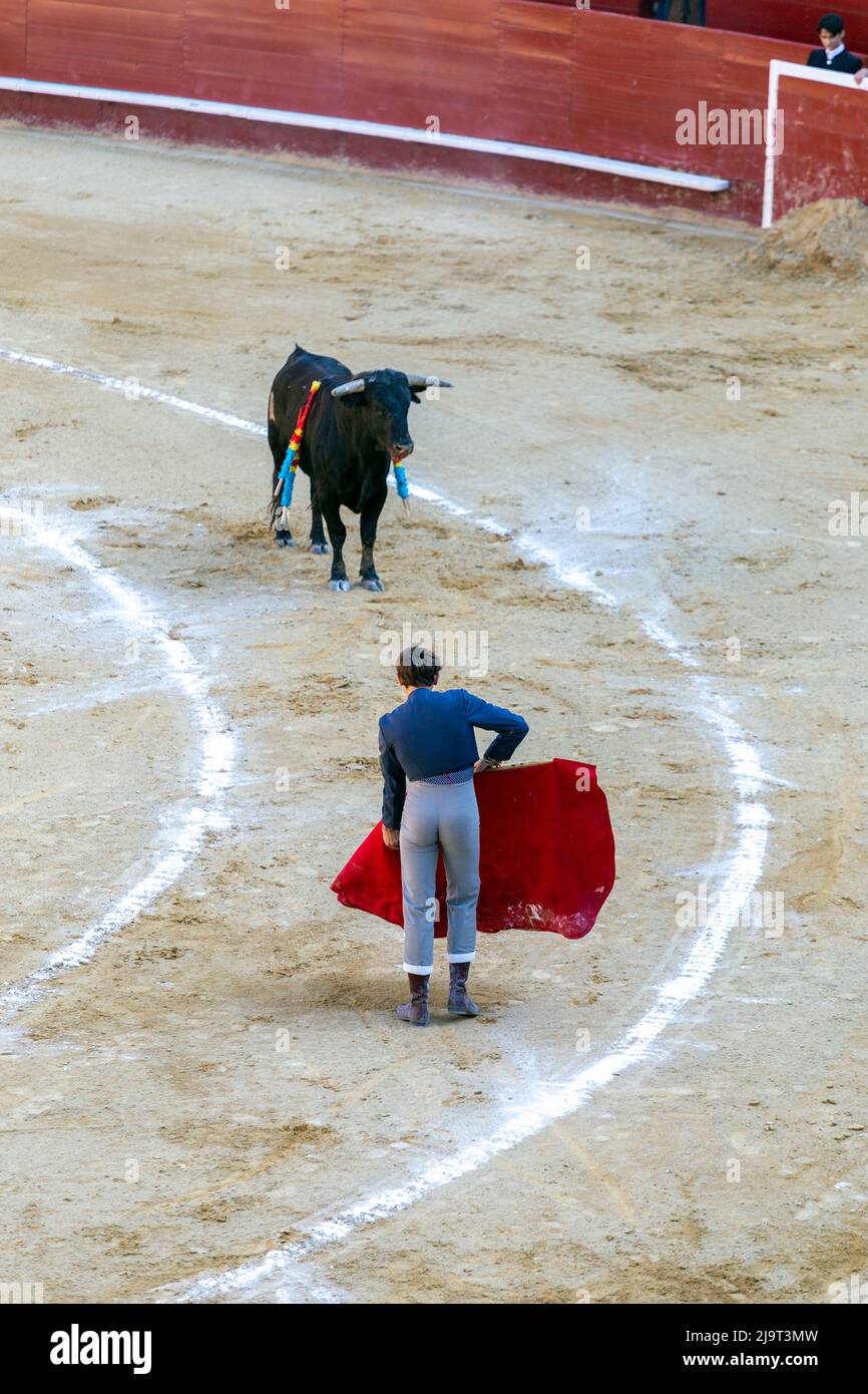 Stock de toros hi-res stock photography and images - Alamy