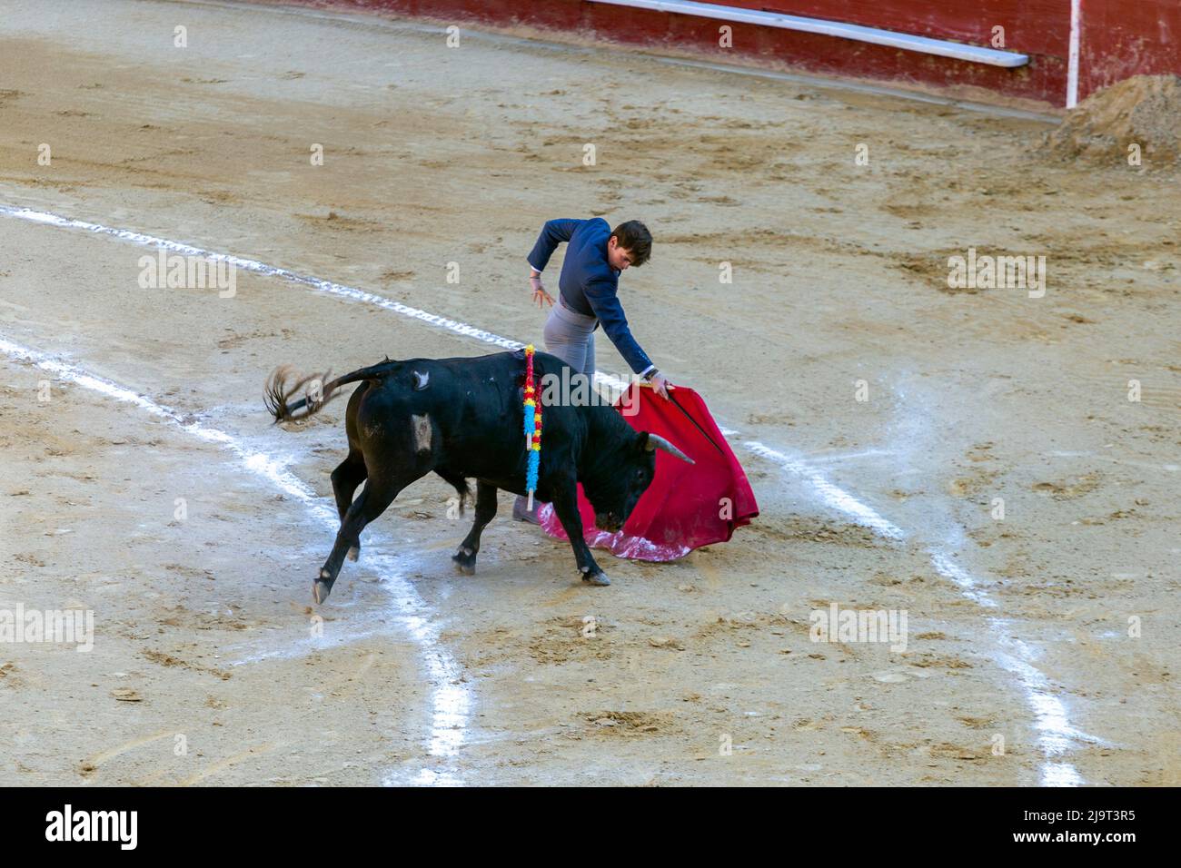 Valencia, Spain - 05 06 2022: A bullfighter playing with the bull in ...