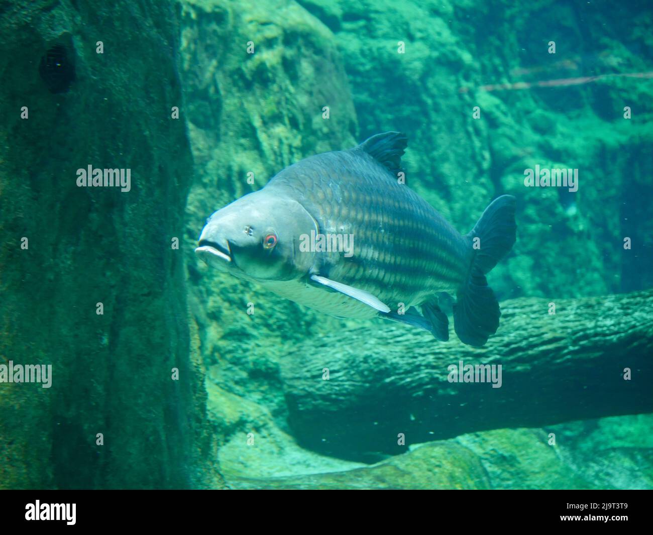 giant siamese carp also known as giant barb, Siamese giant carp, or ...