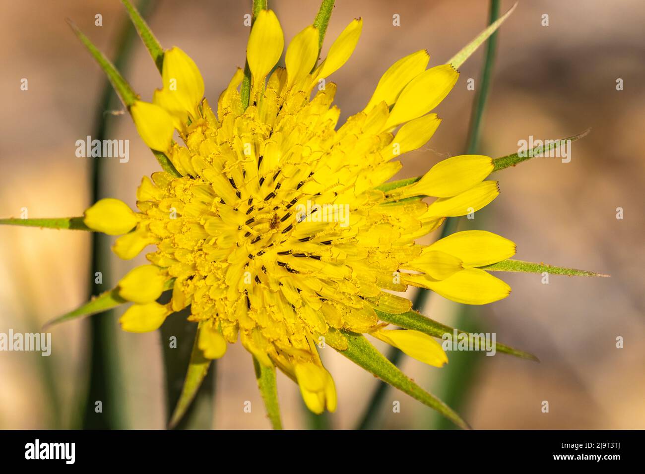 USA, New Mexico. Yellow salsify blossom close-up Stock Photo - Alamy