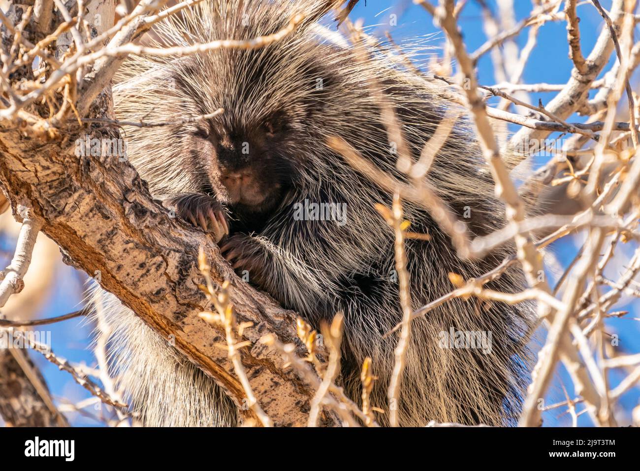 Climbing A Tree Porcupine