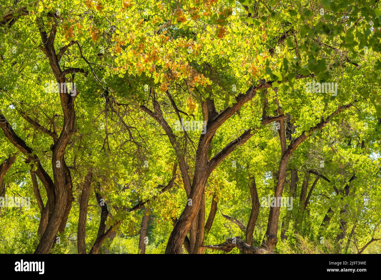 Rio rancho bosque preserve hi-res stock photography and images - Alamy