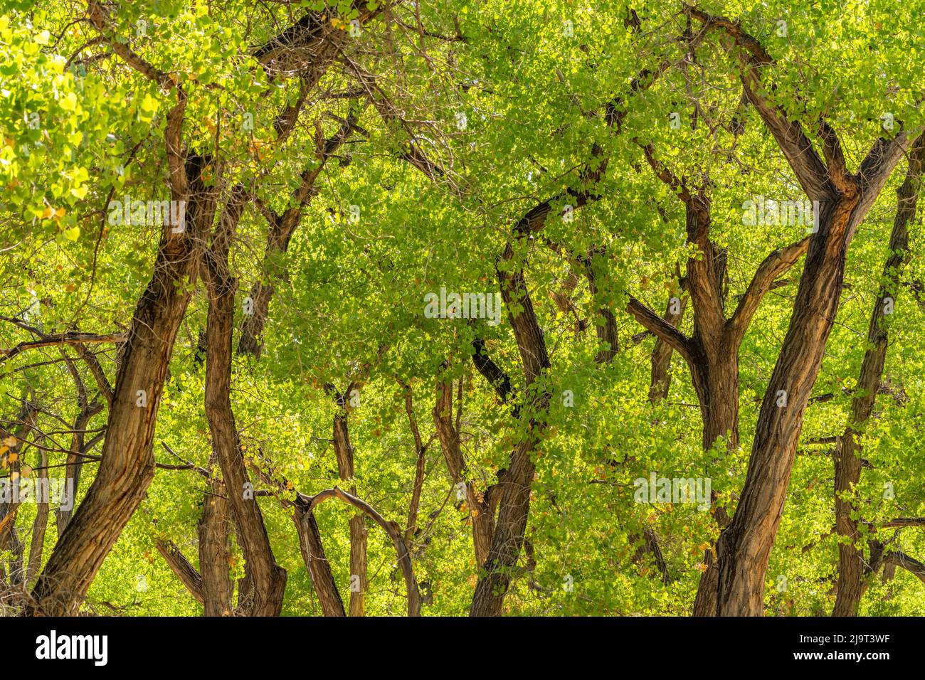 Rio rancho bosque preserve hi-res stock photography and images - Alamy