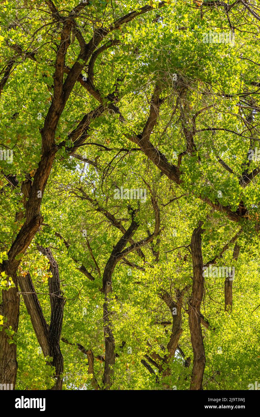 Rio rancho bosque preserve hi-res stock photography and images - Alamy