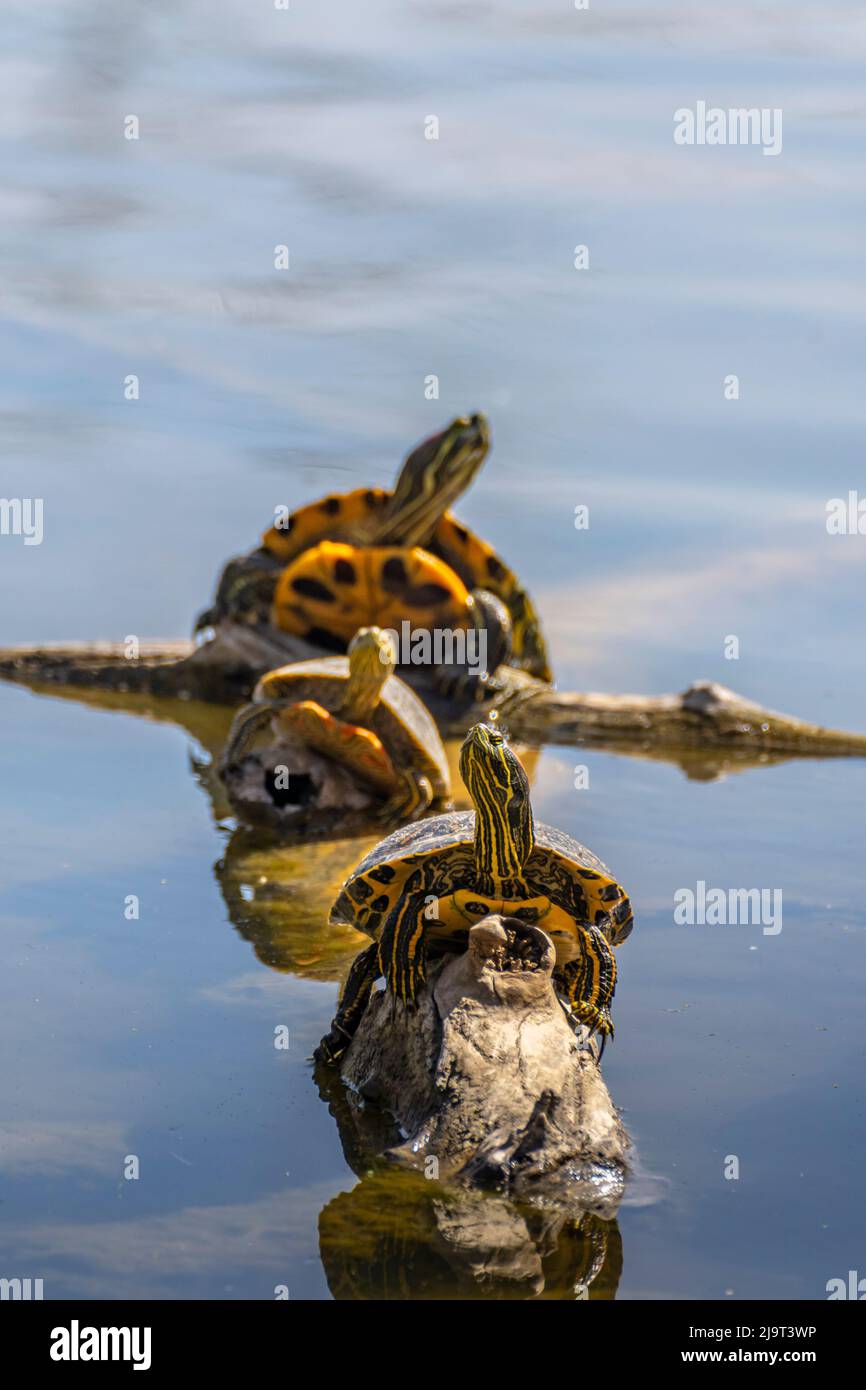 USA, New Mexico, Rio Grande Nature Center State Park. Red-eared slider ...
