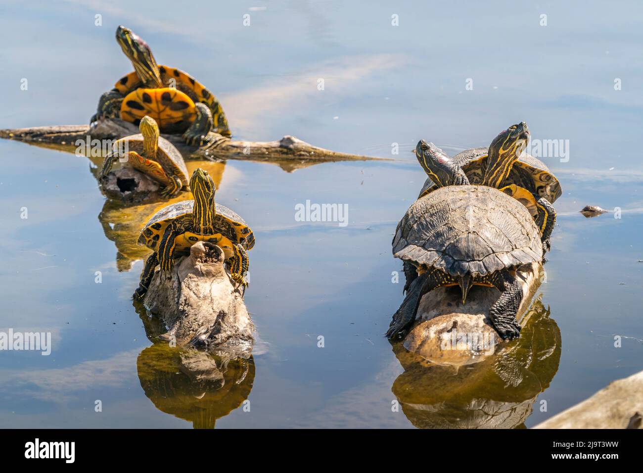 USA, New Mexico, Rio Grande Nature Center State Park. Red-eared slider ...