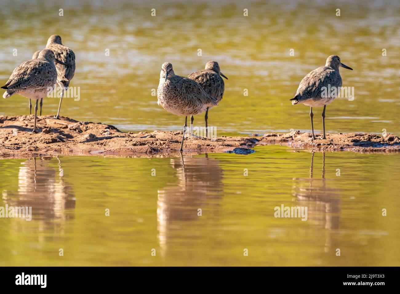 USA, New Mexico, Rio Rancho Bosque Nature Preserve. Willets resting on ...