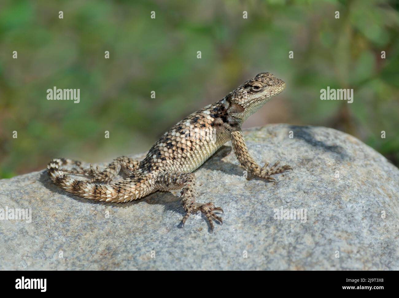 USA, New Mexico. Crevice spiny lizard on rock Stock Photo - Alamy