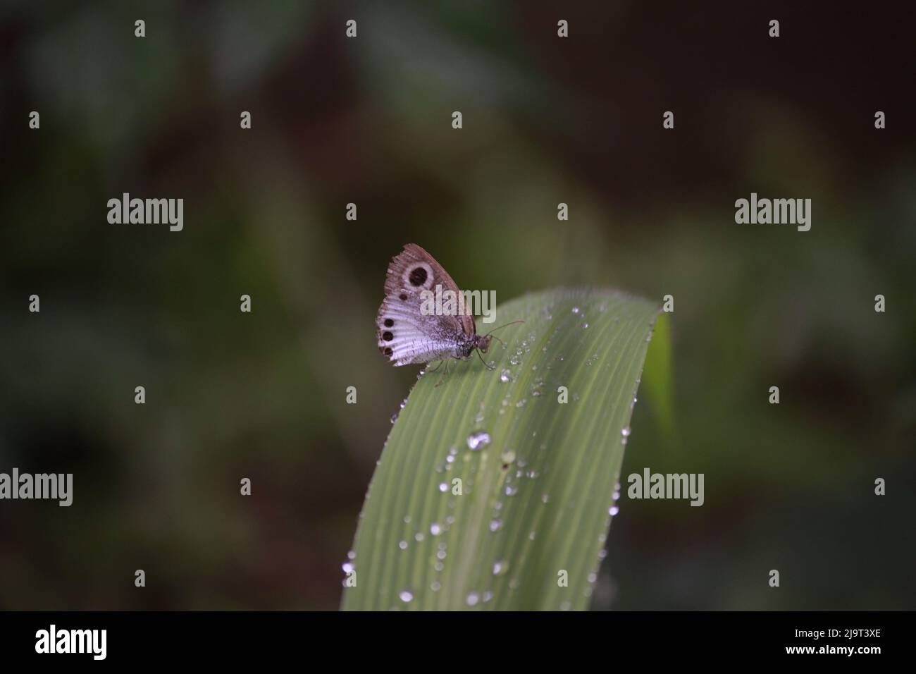 Sri lankan beautiful flower and gurden image for wallpaper and other ...