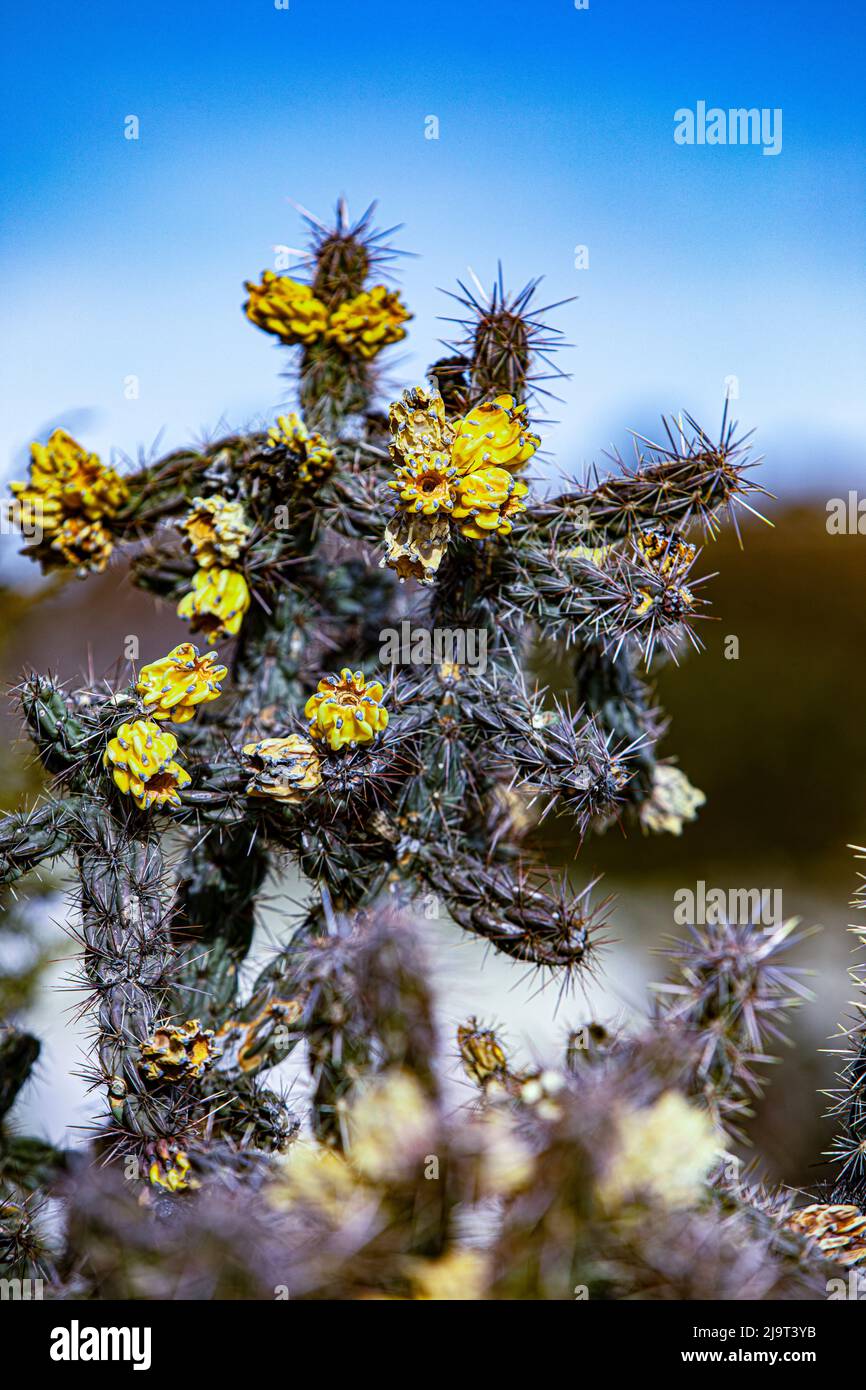 Santa Fe, New Mexico, USA. Agriculture, desert flowering cactus Stock ...
