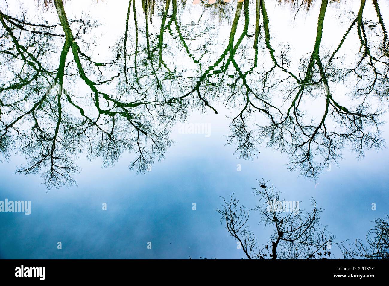 Santa Fe, New Mexico, USA. Old oak tree branches in water Stock Photo ...