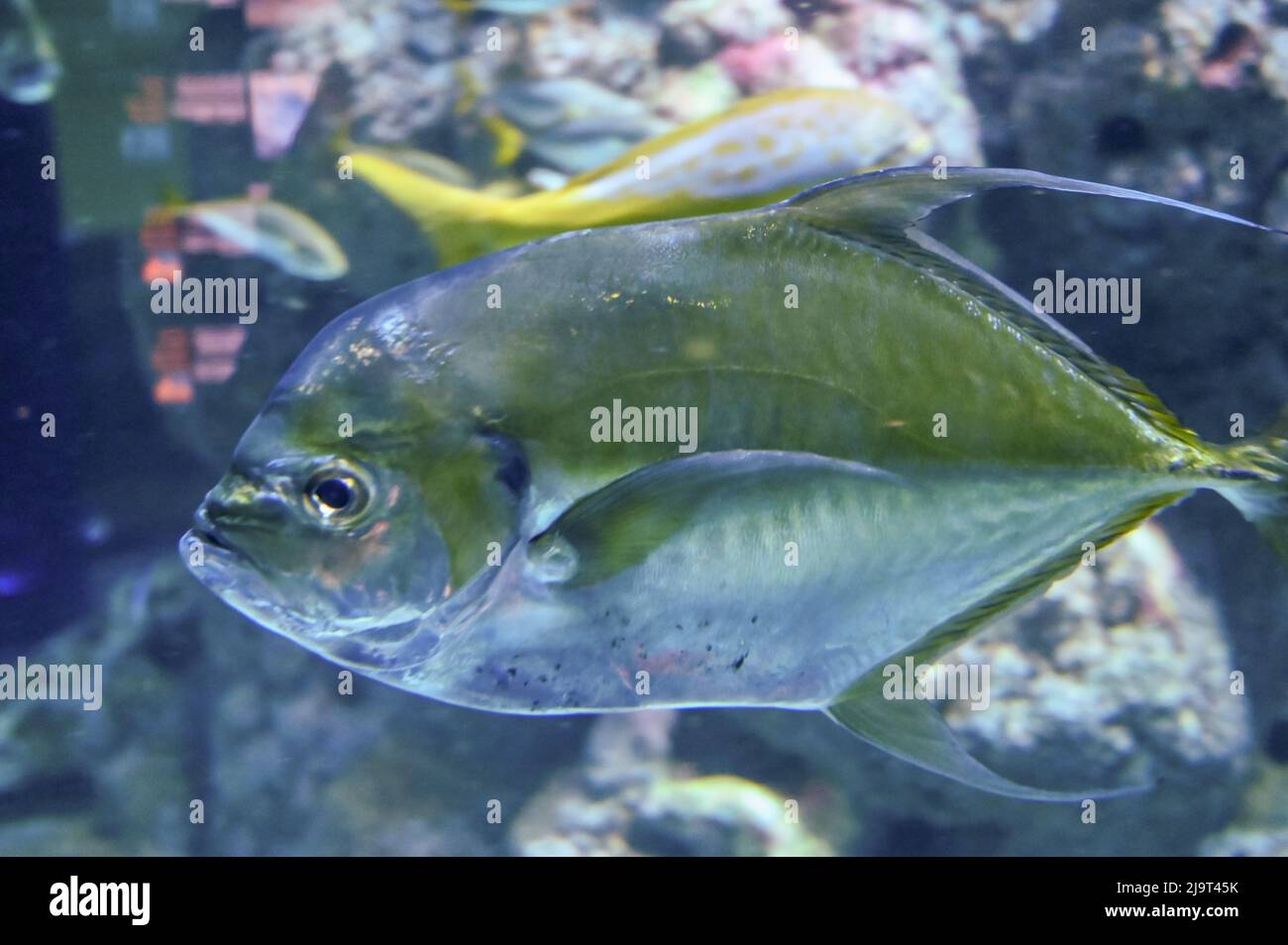 giant trevally (Caranx ignobilis), also known as the lowly trevally ...