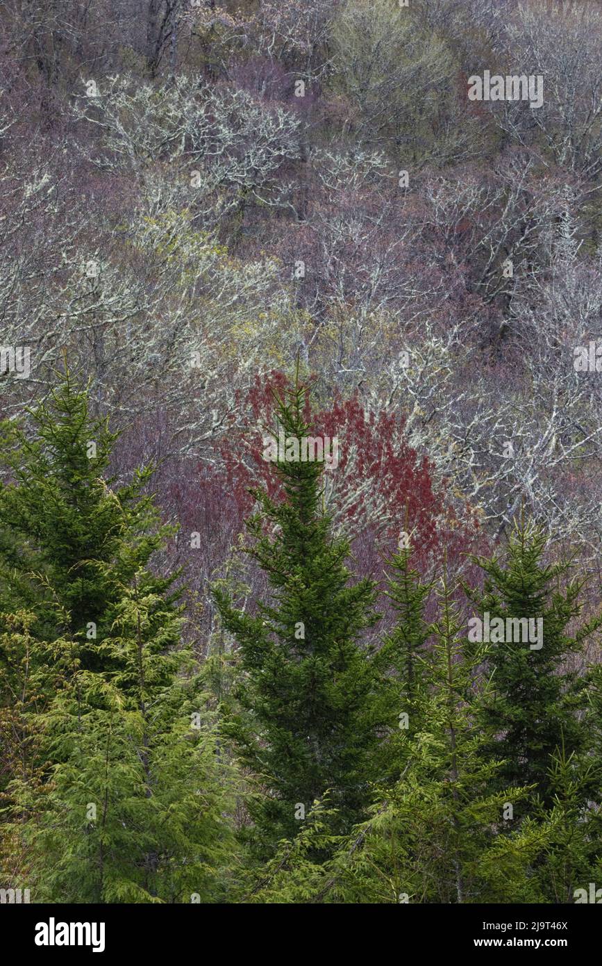 Lichen covered trees at high elevation, Great Smoky Mountains National ...