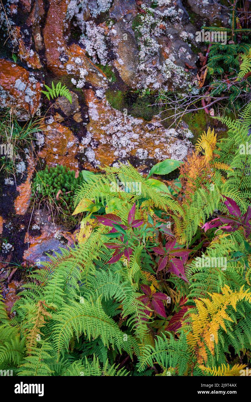 Ferns by rockface, Blue Ridge Parkway, Smoky Mountains, USA Stock Photo ...