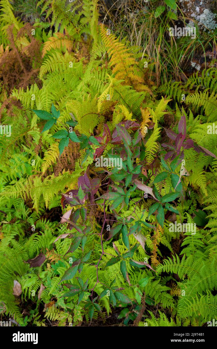 Ferns, Blue Ridge Parkway, Smoky Mountains, USA Stock Photo - Alamy