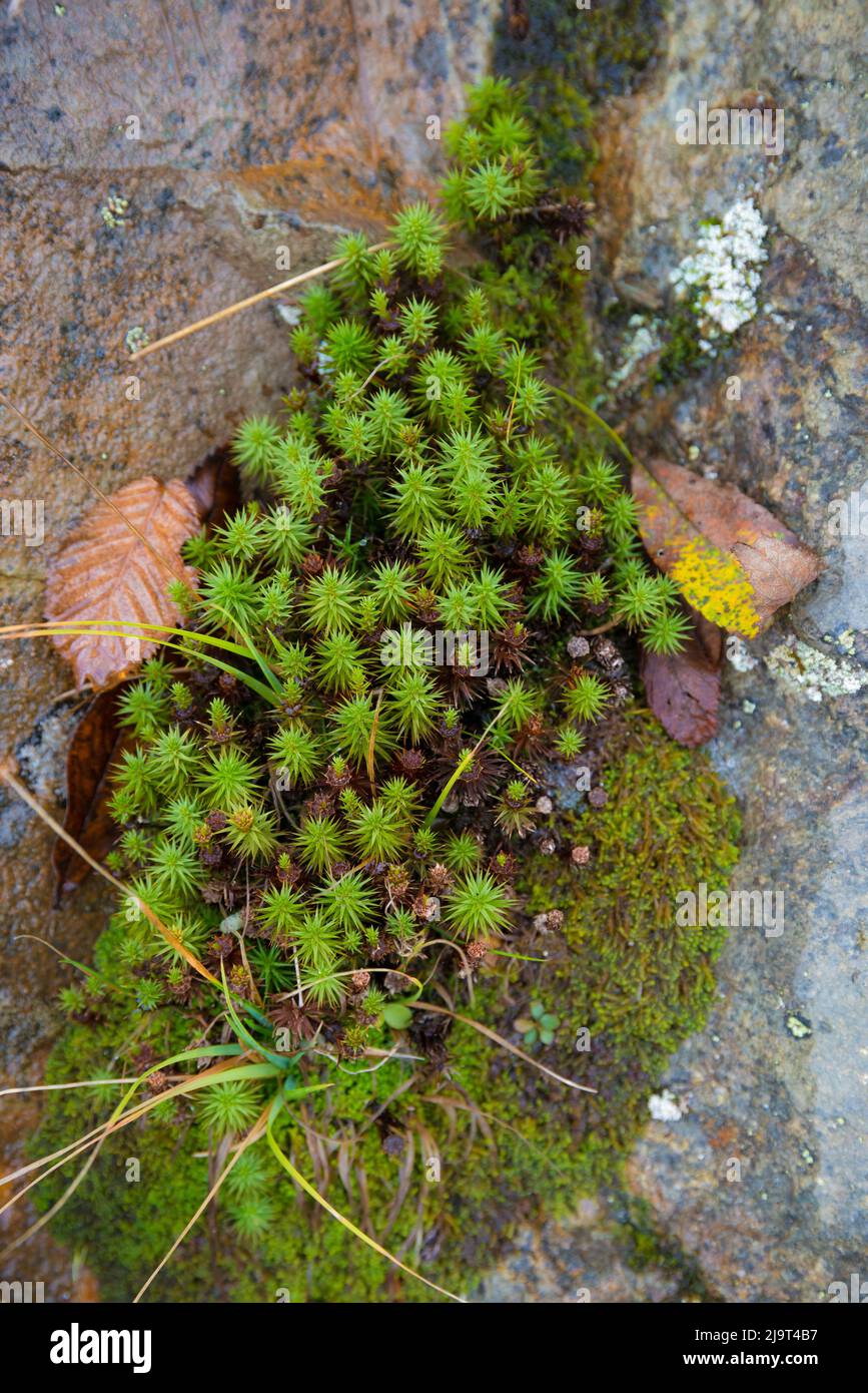 Rock face texture, Blue Ridge Parkway, Smoky Mountains, USA Stock Photo ...