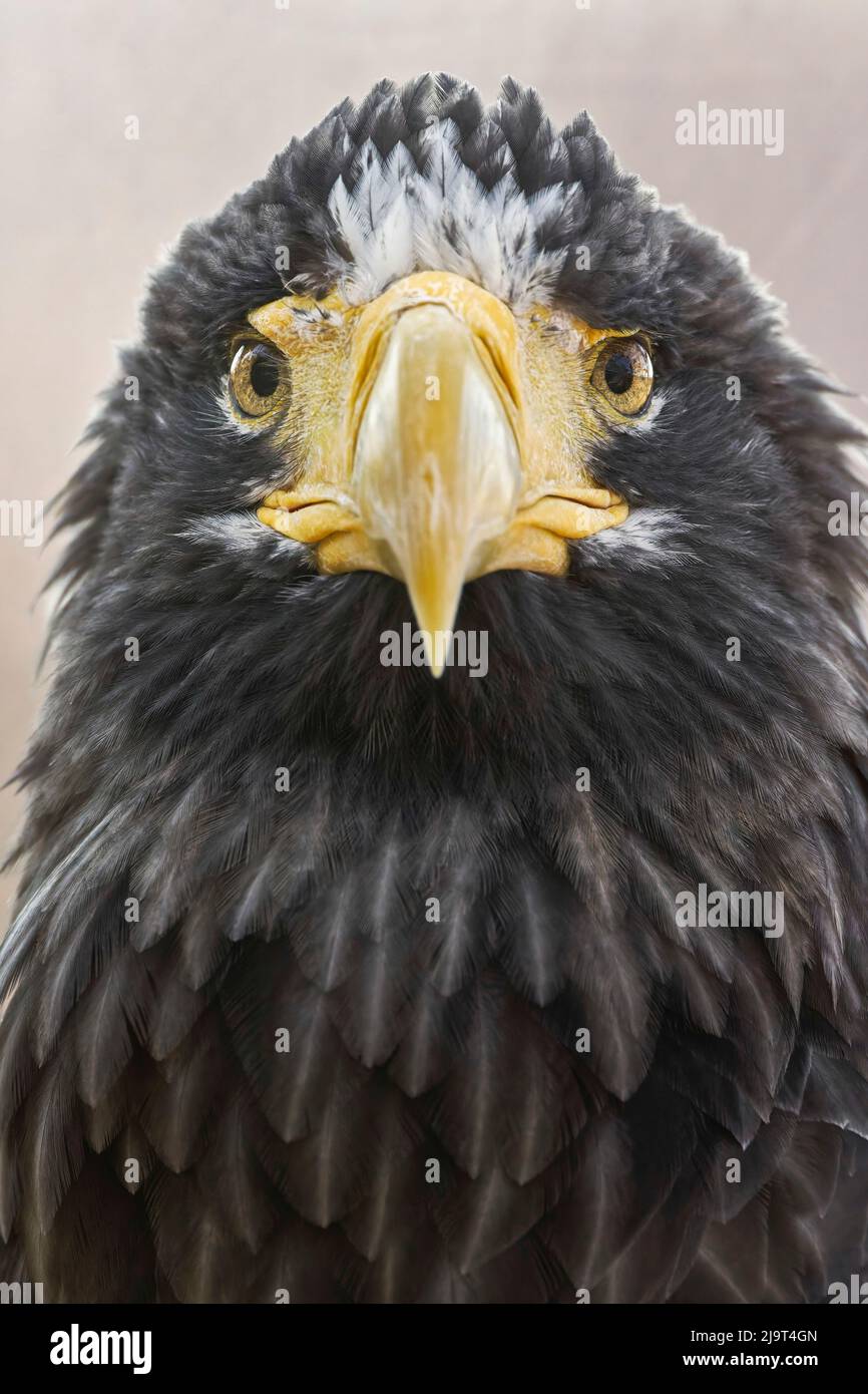 Steller's sea eagle, Cincinnati Zoo (Editorial Use Only Stock Photo - Alamy