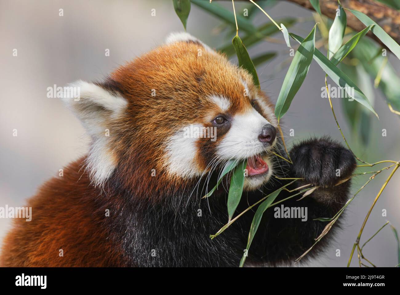 Red Panda, Cincinnati Zoo (Editorial Use Only Stock Photo - Alamy
