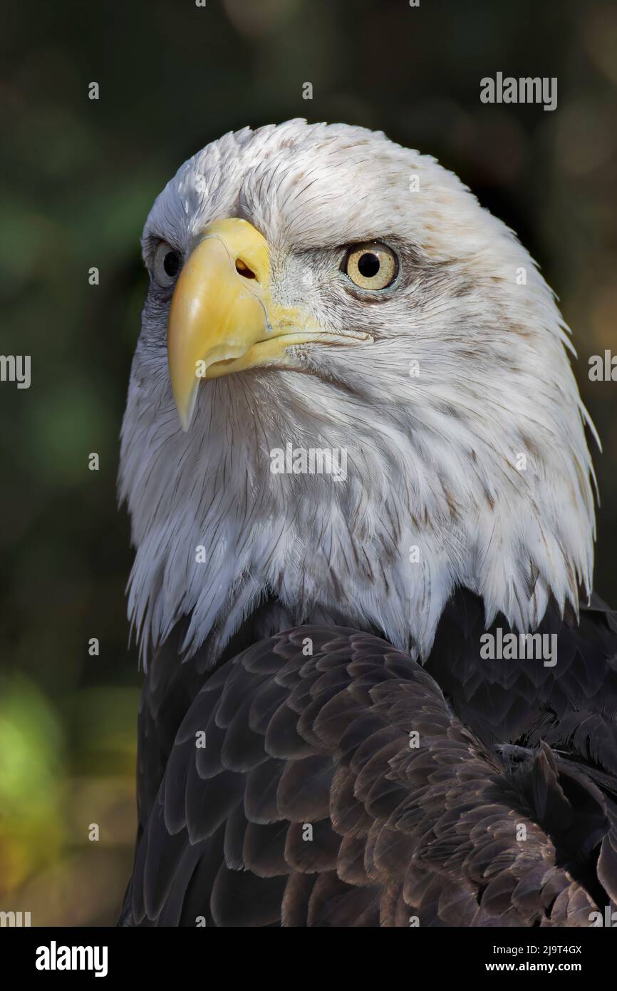 Bald eagle at zoo hi-res stock photography and images - Alamy