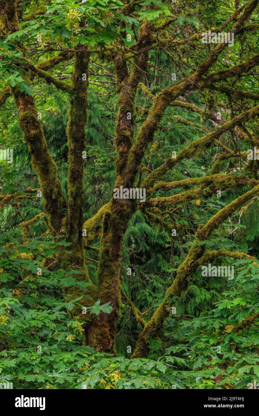 Moss covered maple tree, Columbia River Gorge National Scenic Area ...