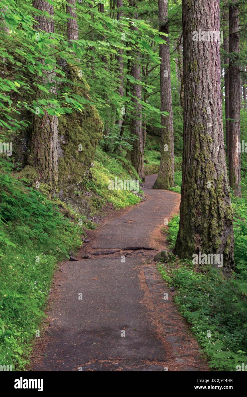 Paved pathway through forest, Columbia River Gorge, Oregon Stock Photo ...