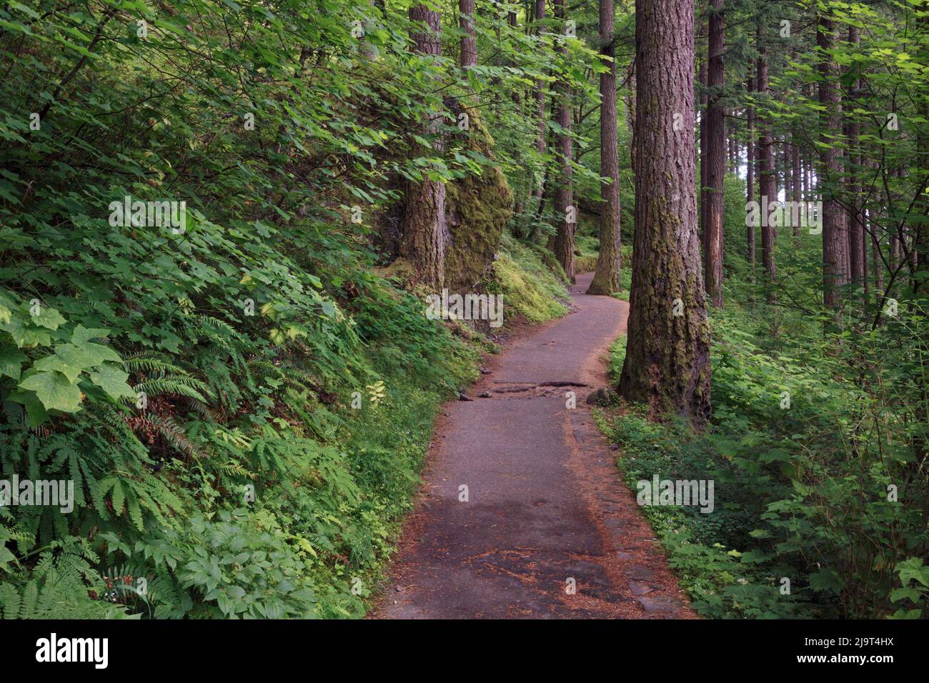 Pathway through forest hi-res stock photography and images - Alamy