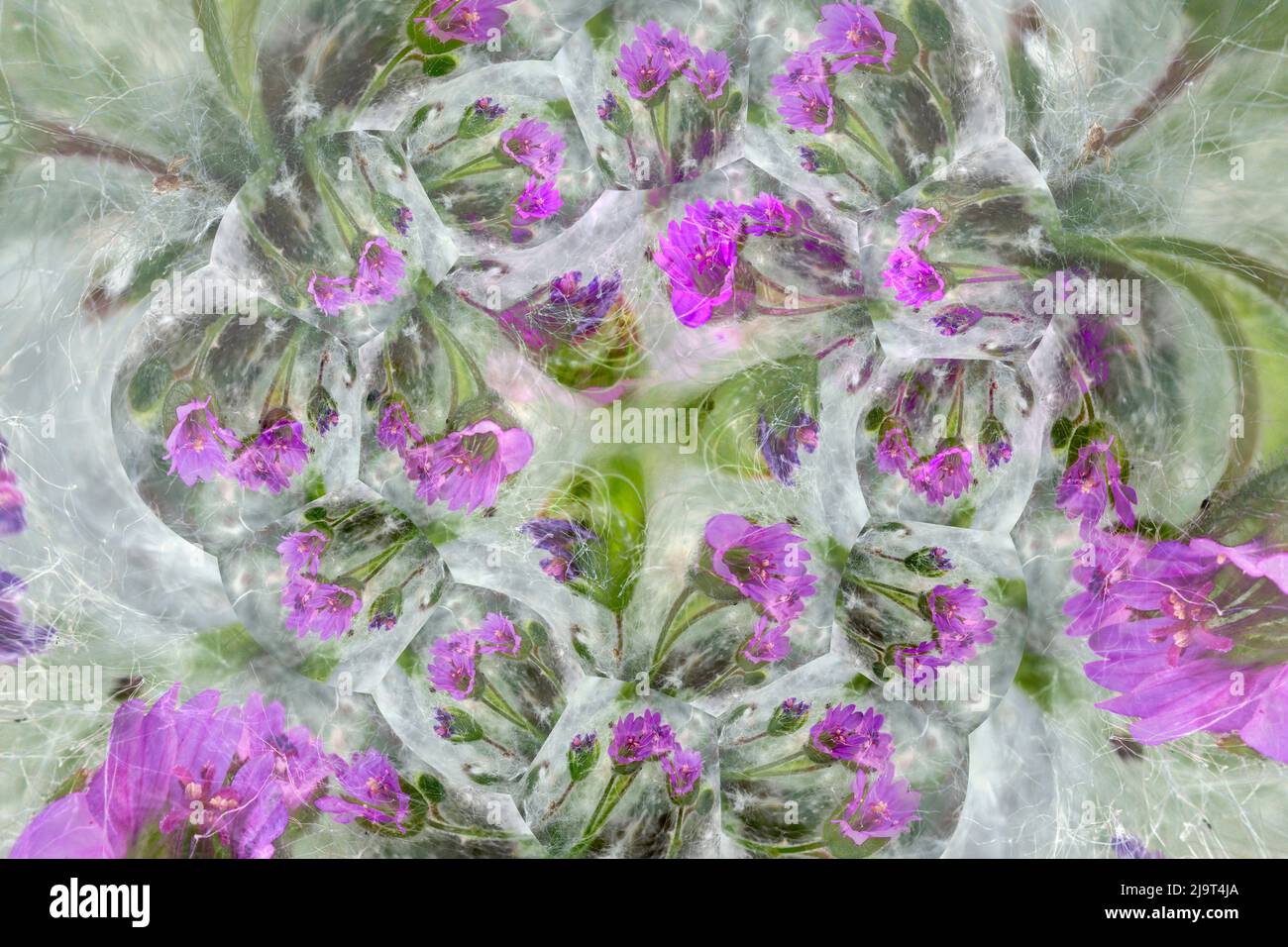 Dove's Foot Geranium, Geranium molle, Columbia River Gorge, Oregon ...