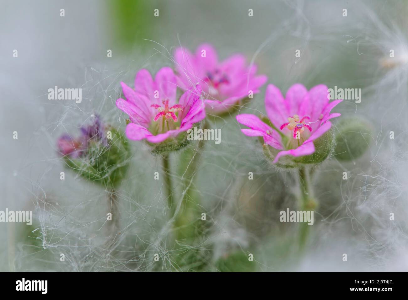 Dove's Foot Geranium, Geranium molle, Columbia River Gorge, Oregon ...