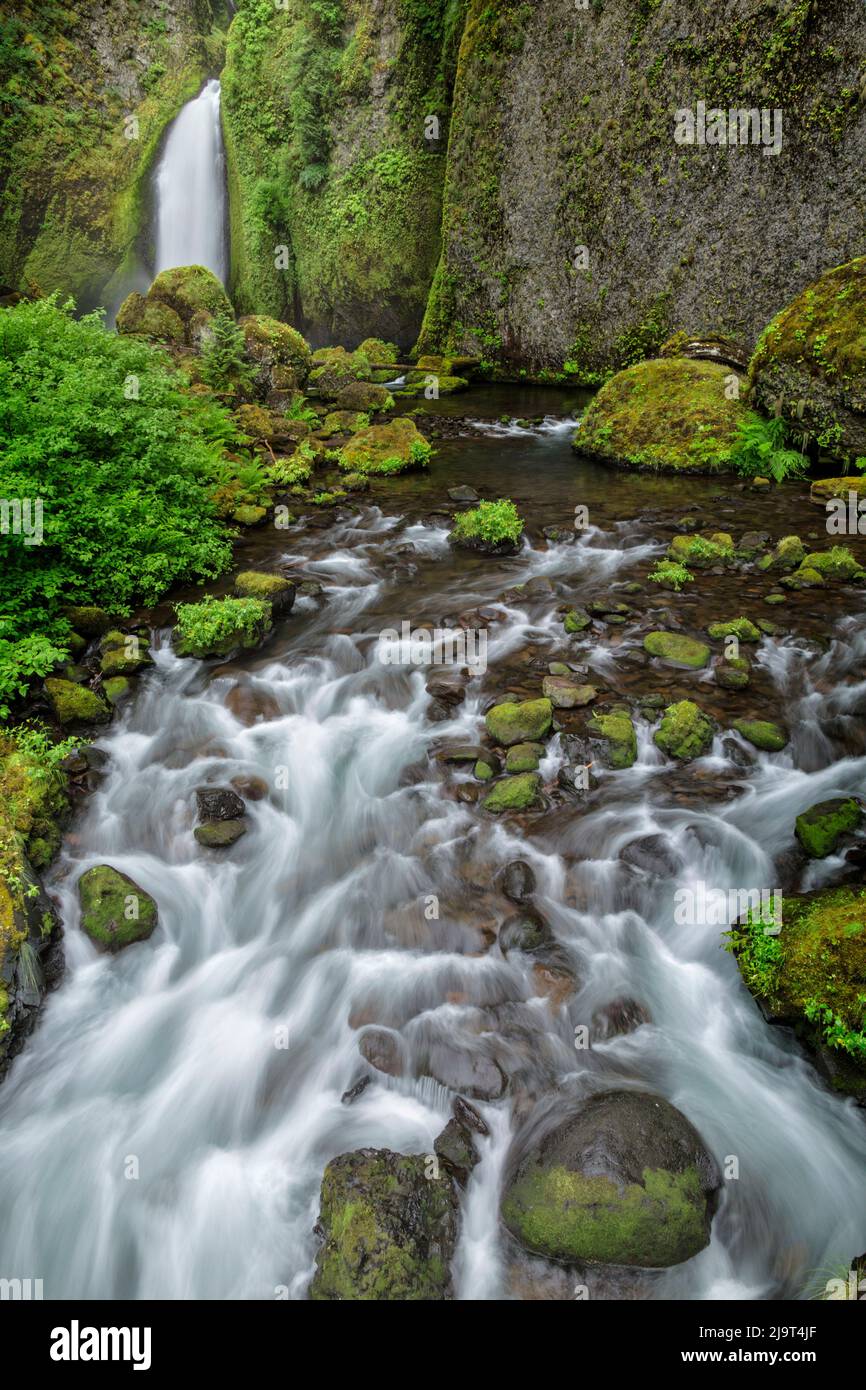 Wahclella Falls along Tanner Creek, Columbia River Gorge, Oregon Stock ...