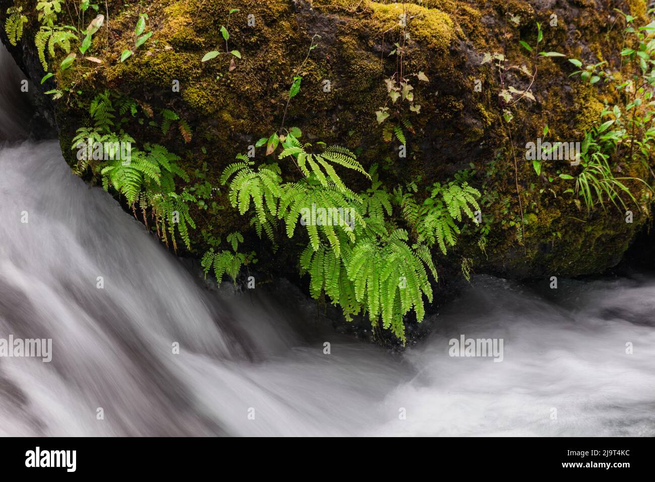 Stream and maidenhair ferns, Columbia River Gorge, Oregon Stock Photo ...